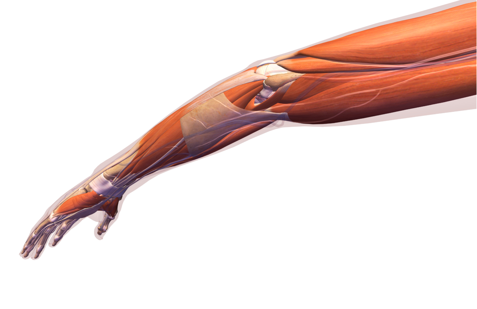 Anatomia del Gomito: Struttura, Funzione e Condizioni Comuni
