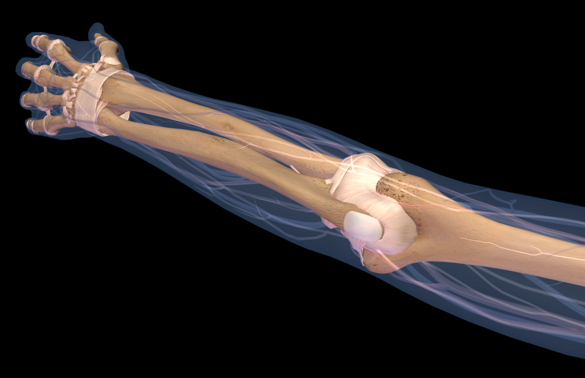 Anatomia del Gomito: Struttura, Funzione e Condizioni Comuni